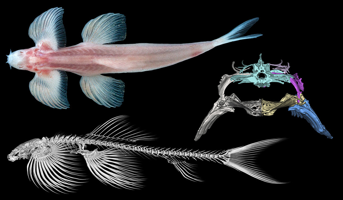 Descubre 11 especies de peces que por su anatomía son capaces de ...