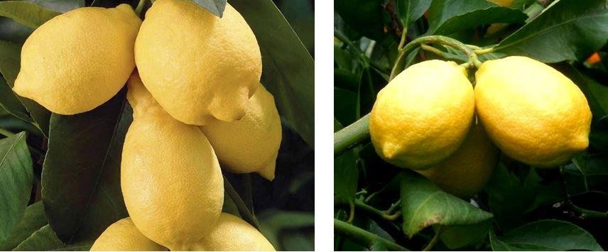 Conozca las variedades de limón y sus beneficios - Primicias 24