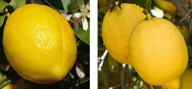 Conozca las variedades de limón y sus beneficios - Primicias 24