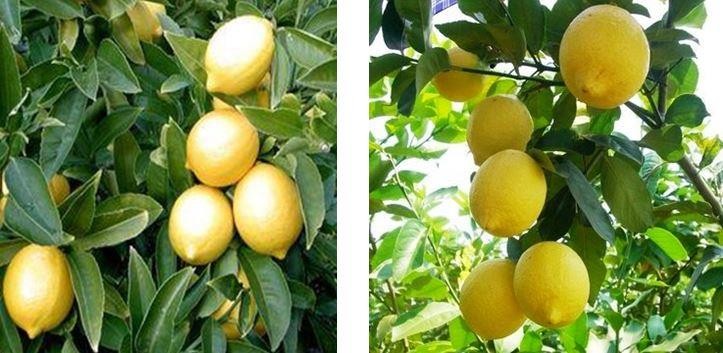 Conozca las variedades de limón y sus beneficios - Primicias 24