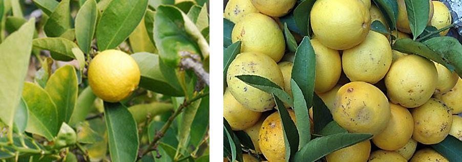 Conozca las variedades de limón y sus beneficios - Primicias 24