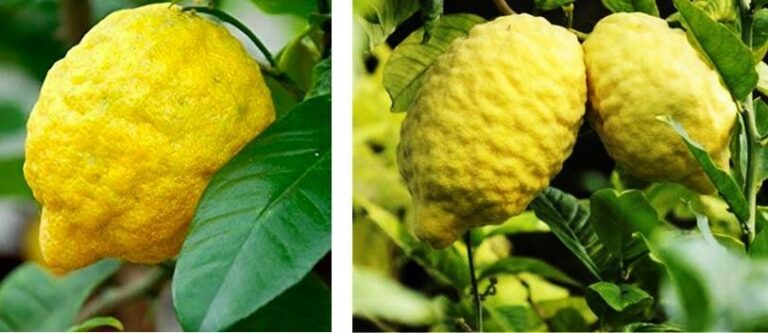 Conozca las variedades de limón y sus beneficios - Primicias 24