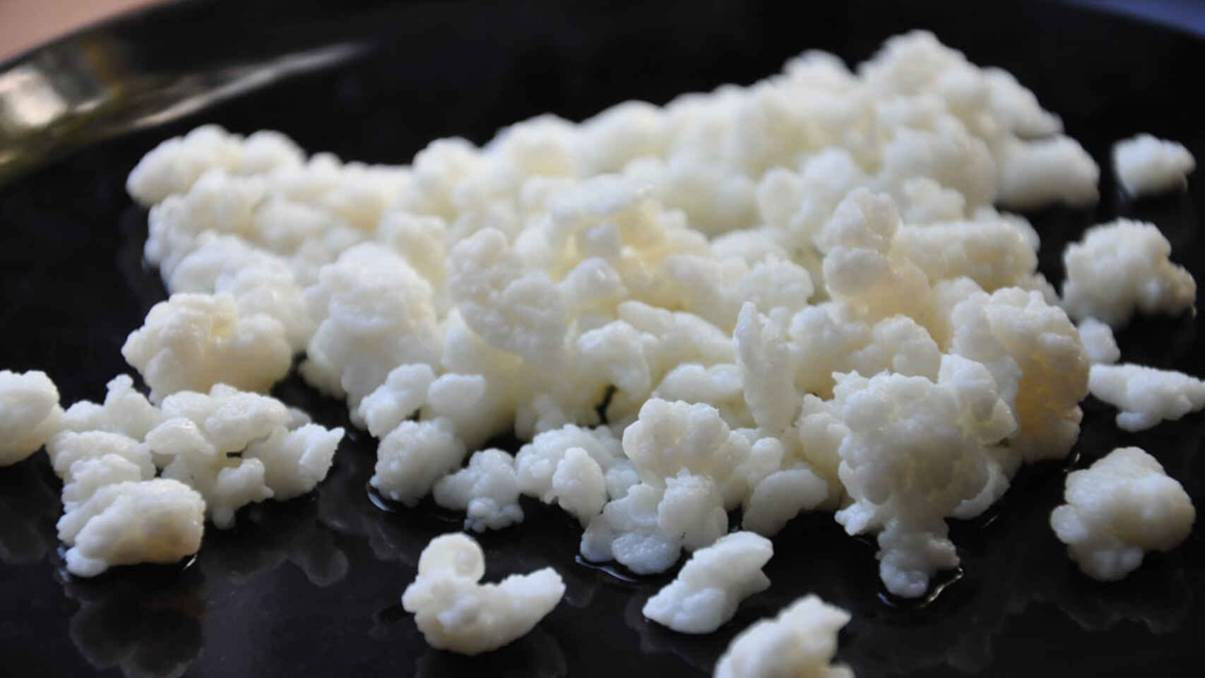 Hongo Kéfir y su papel como excelente probiótico - Primicias 24