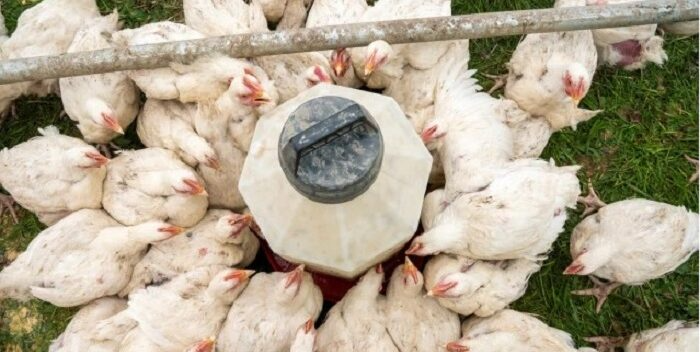 Cría intensiva de pollos podría generar otro virus letal - Primicias 24