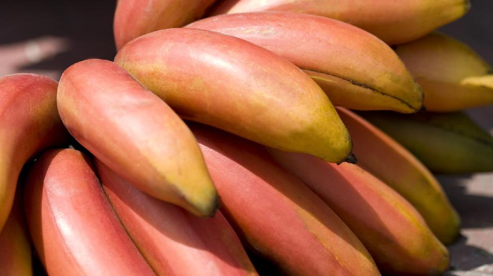 Cambur rojo rico en antioxidantes y otras propiedades beneficiosas para ...