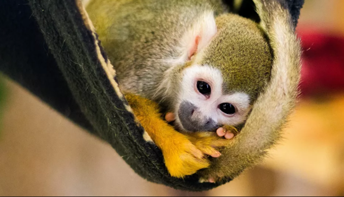 Hallan molares de monos prehistóricos en la Amazonía peruana - Primicias 24